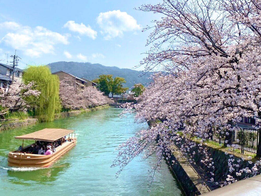 Hanami: Cherry Blossom Viewing and Spring in Japan